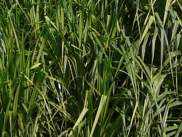 tall grass texture 0038 - Texturelib